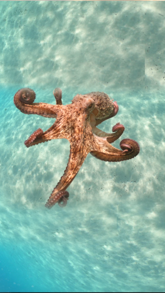 Sealine SeaFood Trading LLC